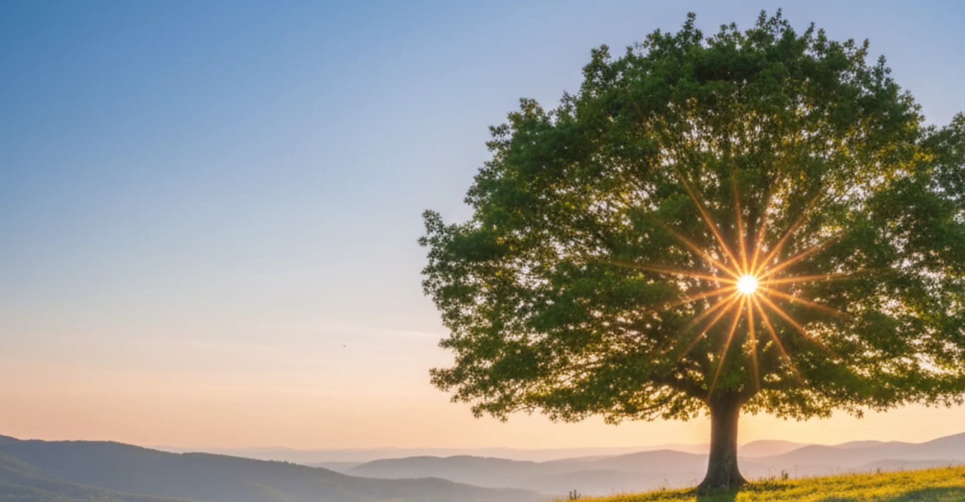 Shadow Trees that bring natural shade, greenery, and comfort. | Sanas ...